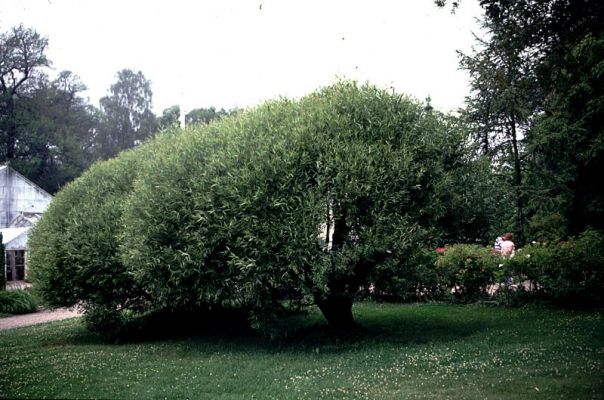 Salix euxina 'Bullata' TERIJOENSALAVA | Paratiisin Taimitarha