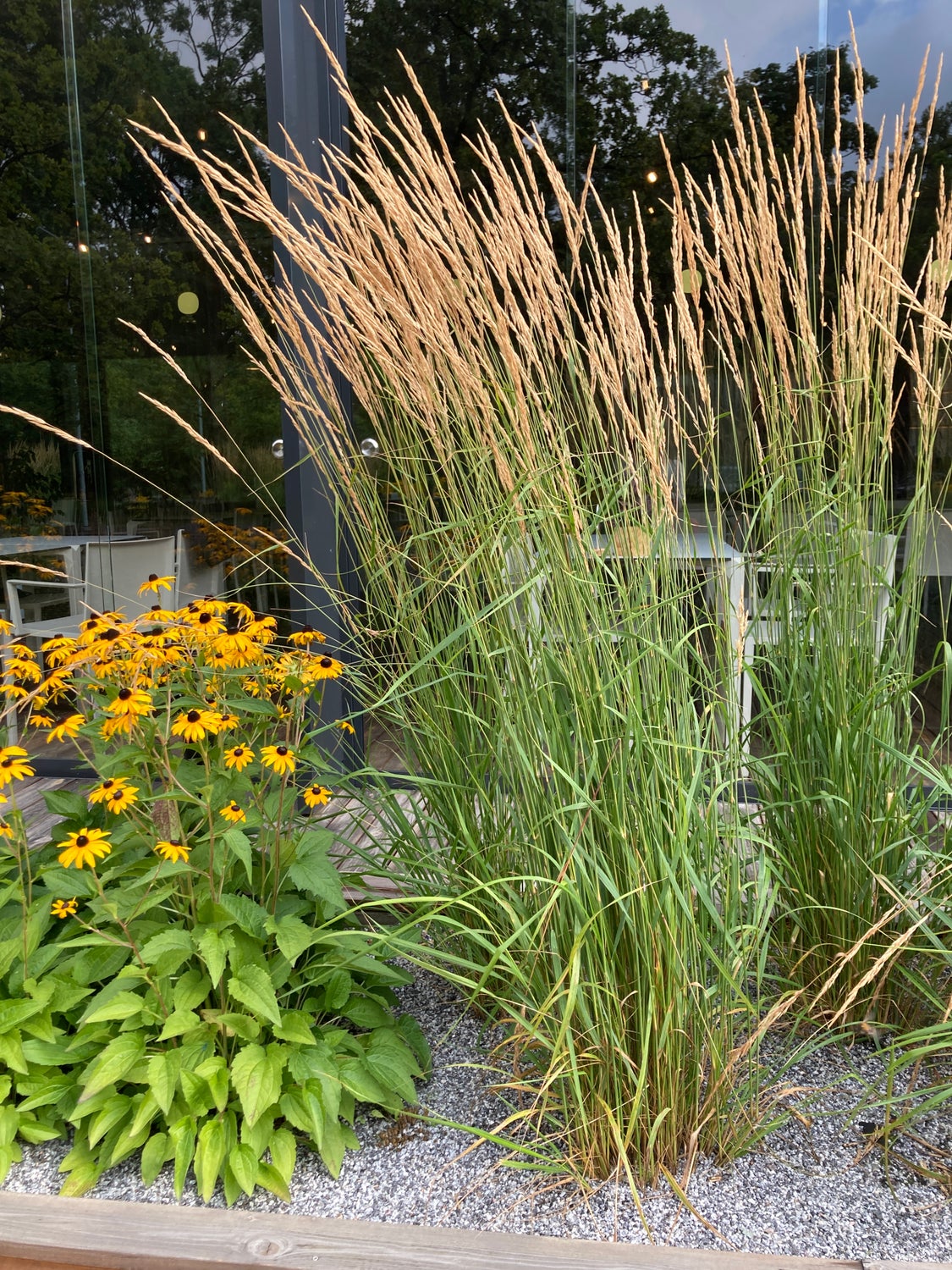 Calamagrostis X Acutiflora Karl Foester KORISTEKASTIKKA Paratiisin calamagrostis-x-acutiflora-karl-foester-koristekastikka-paratiisin