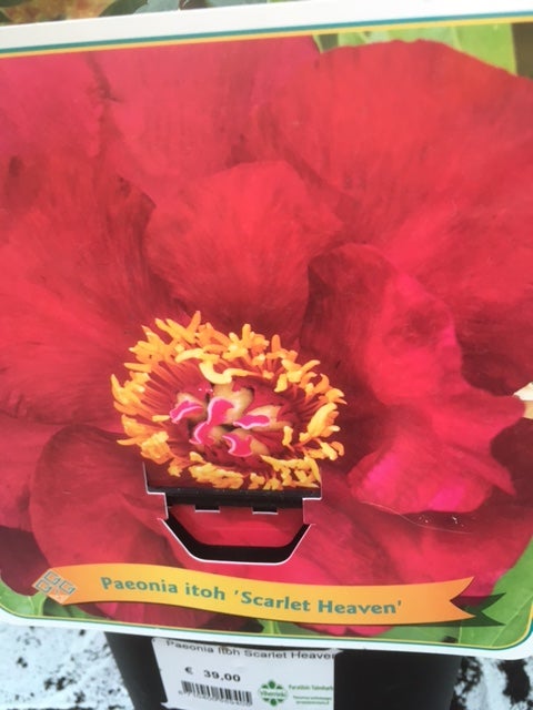 Paeonia ITOH-hybr. 'Simply Red' ITOH-HYBRIDIPIONI | Paratiisin Taimitarha